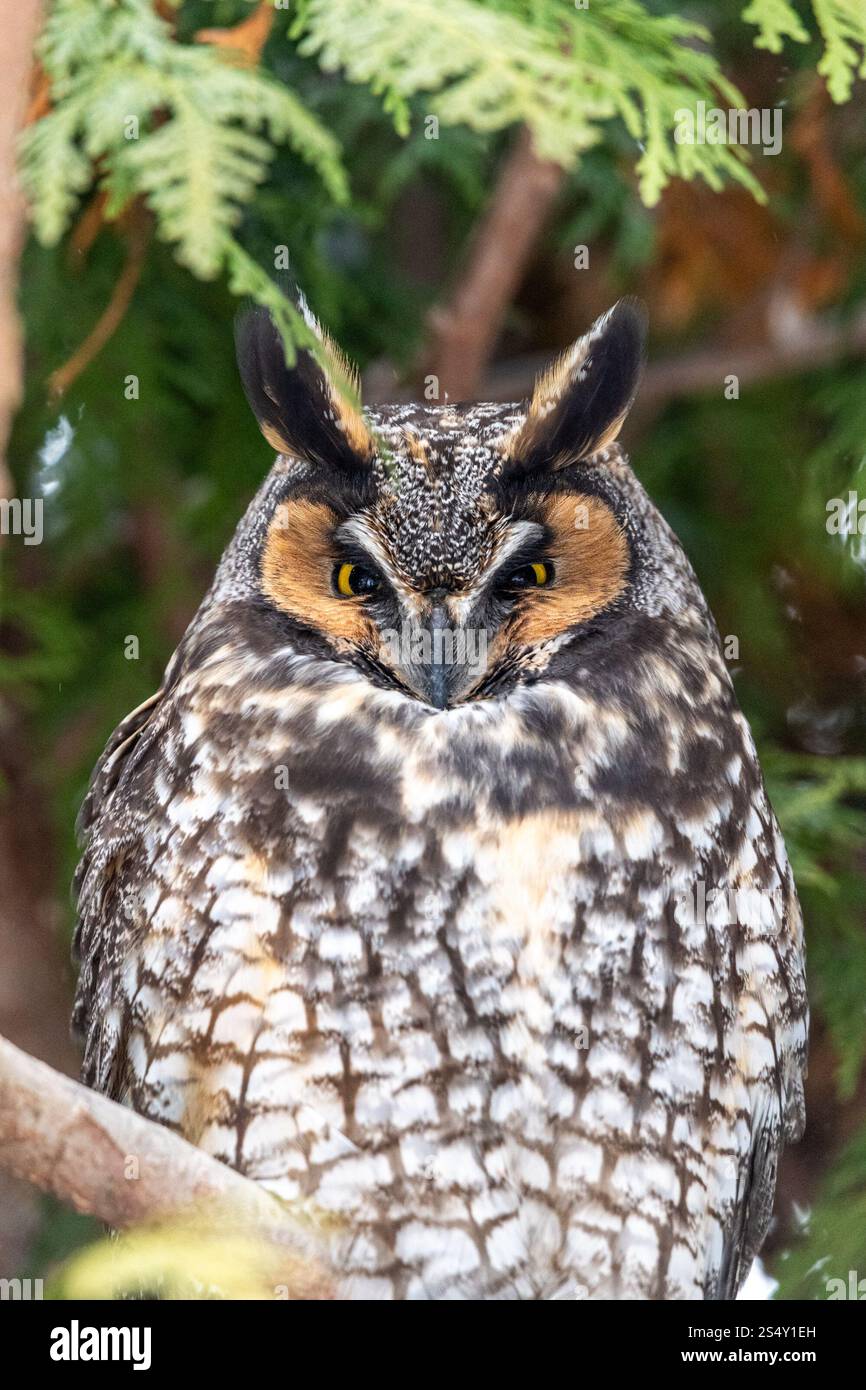 A communal roost of long-eared owls in Ontario, Canada Stock Photo - Alamy