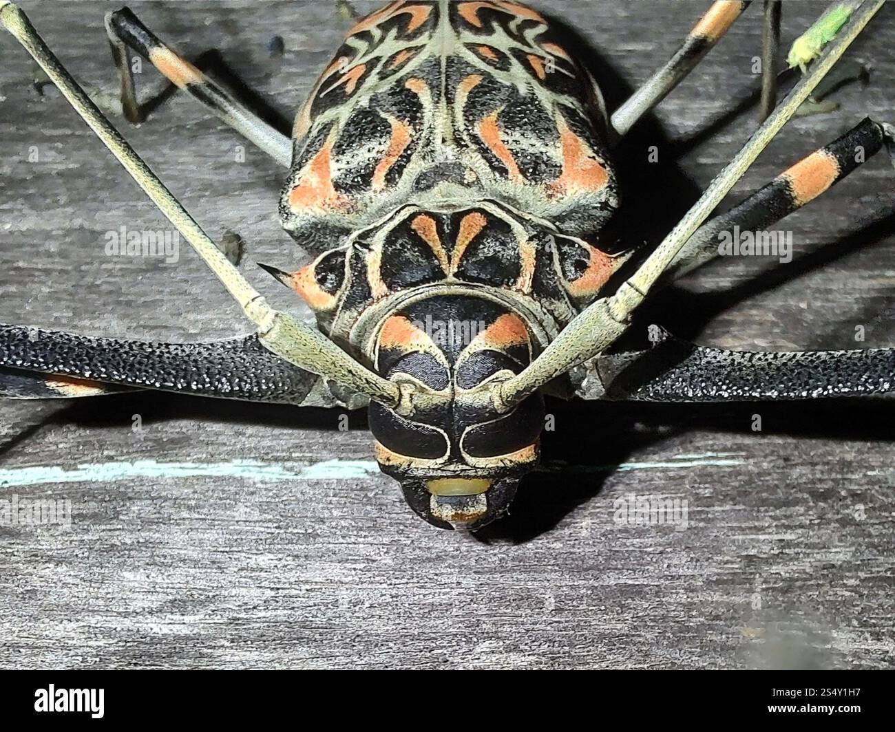 Harlequin Beetle (Acrocinus longimanus Stock Photo - Alamy