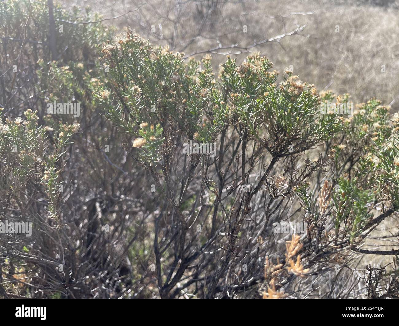 turpentine bush (Ericameria laricifolia Stock Photo - Alamy