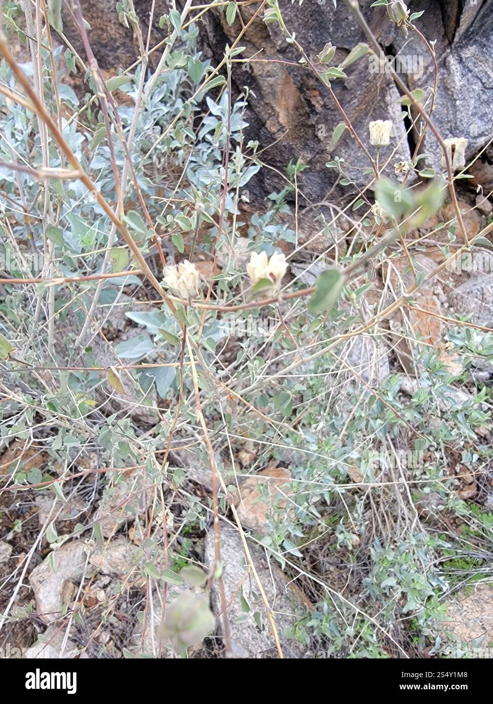 pelotazo (Abutilon incanum Stock Photo - Alamy