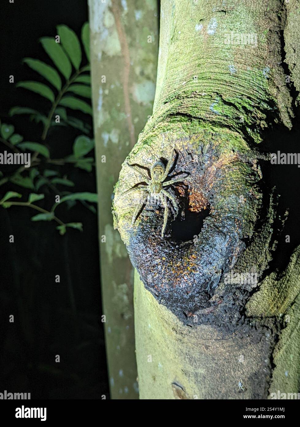 Red-thighed Bromeliad Spider (Cupiennius coccineus Stock Photo - Alamy