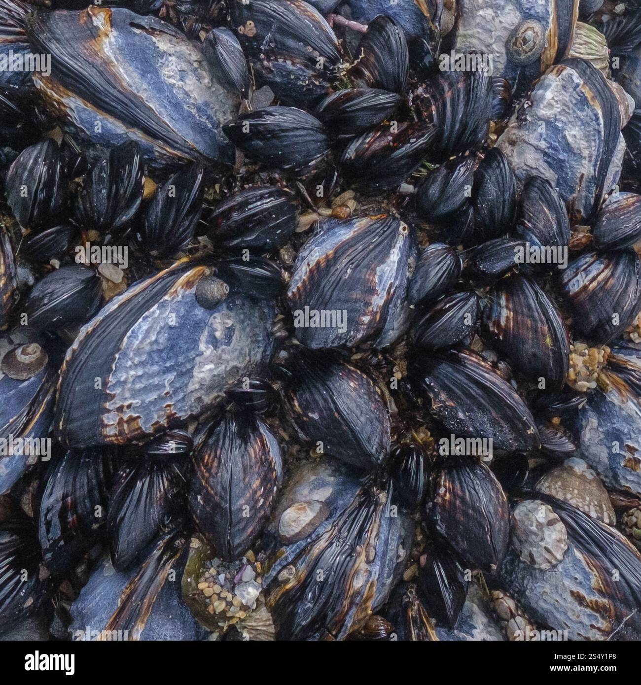 California Mussel (Mytilus californianus Stock Photo - Alamy