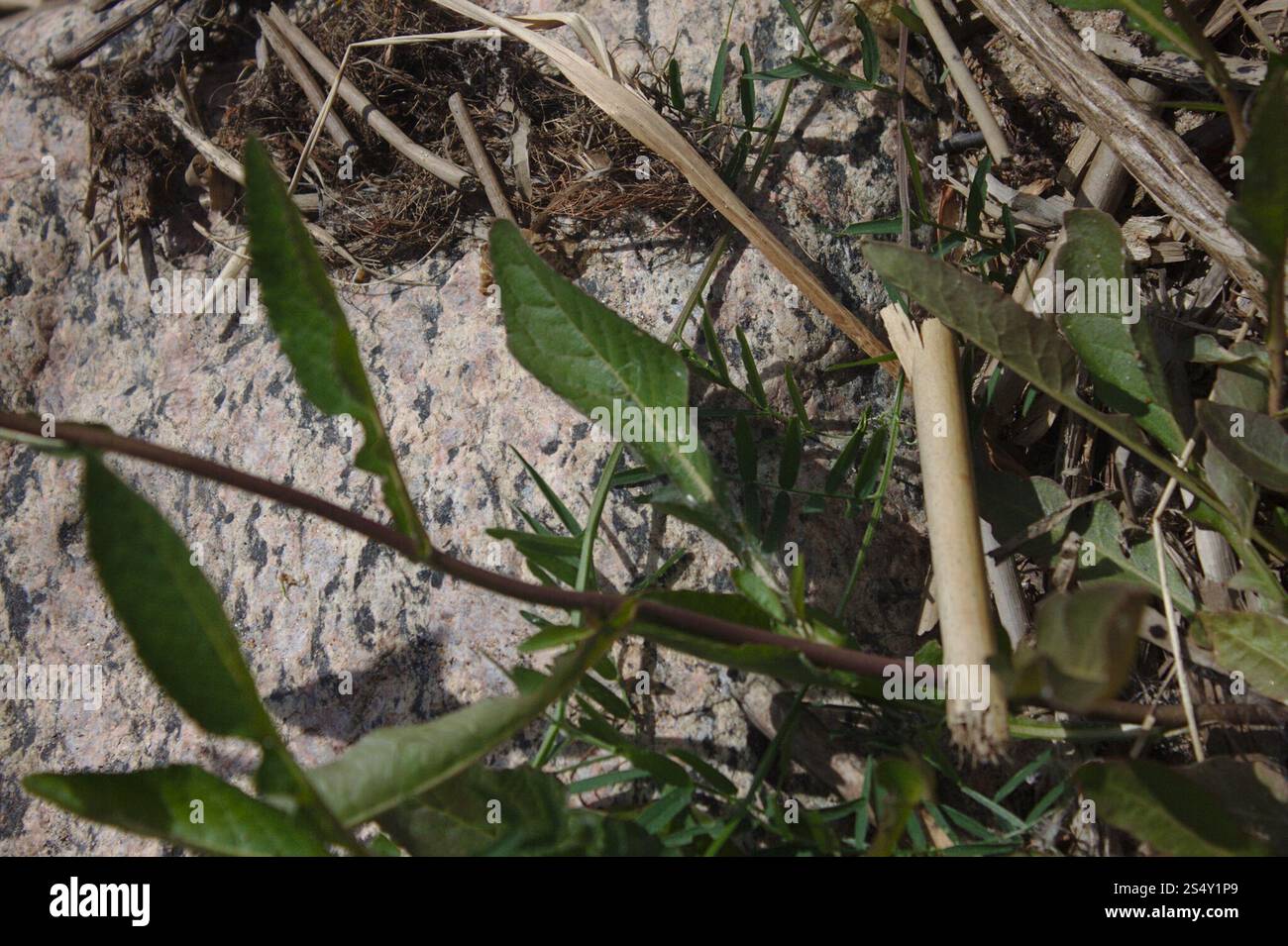 Amphibious Yellowcress (Rorippa amphibia Stock Photo - Alamy