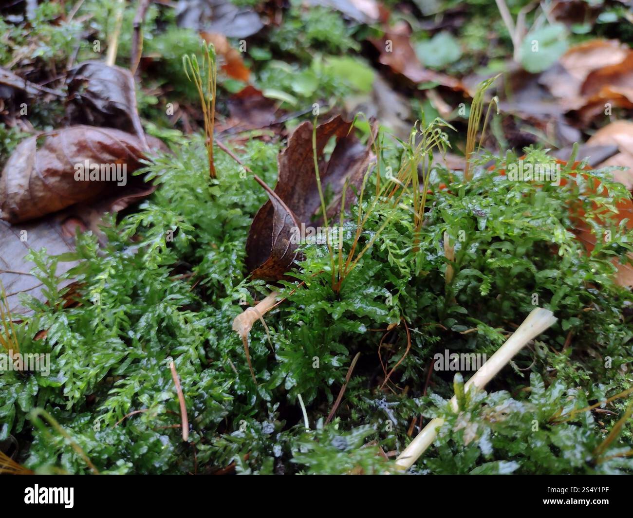 Palm-tree Moss (Plagiomnium undulatum Stock Photo - Alamy