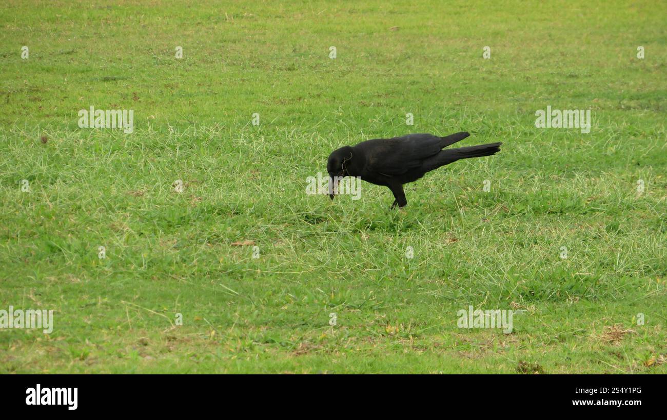 Eastern Jungle Crow (Corvus macrorhynchos levaillantii Stock Photo - Alamy