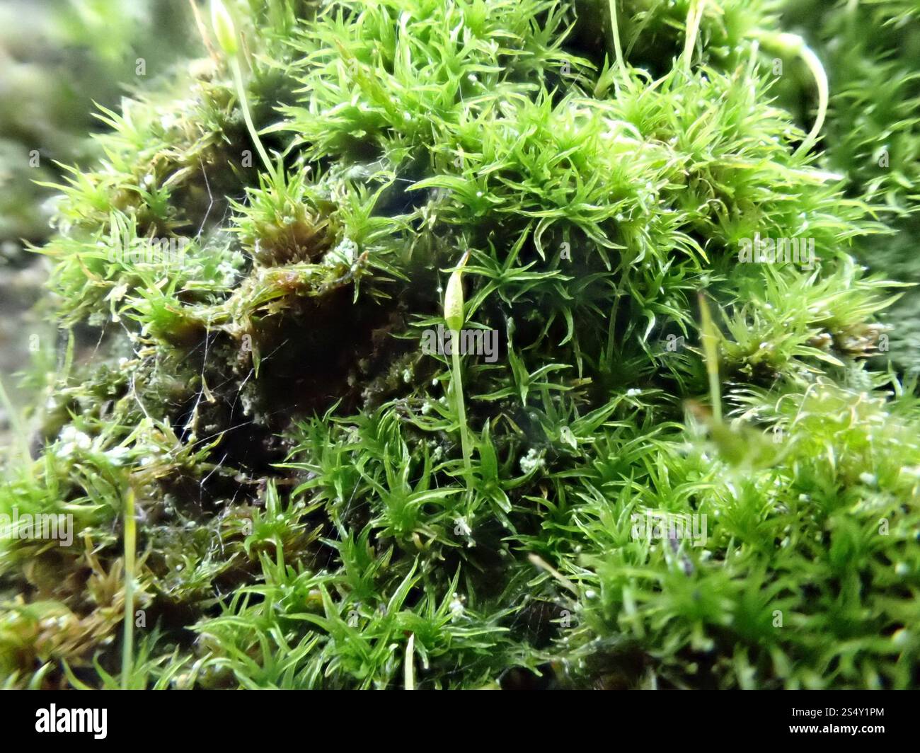 Dicranoweisia cirrata hi-res stock photography and images - Alamy