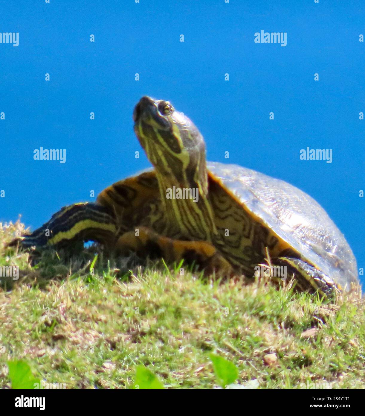 Red-eared Slider (Trachemys scripta elegans Stock Photo - Alamy
