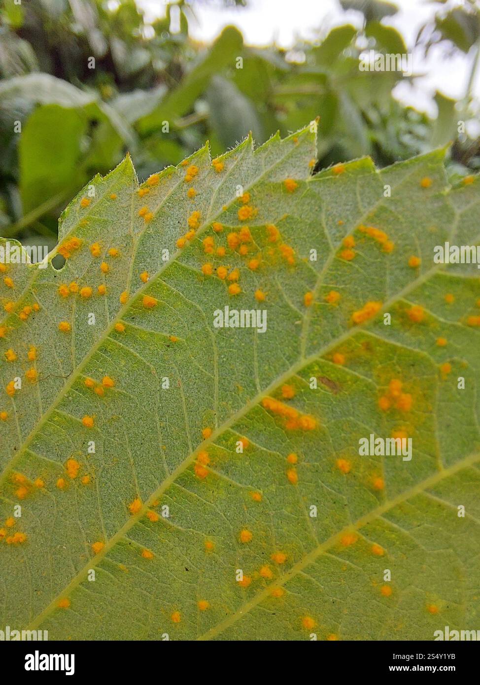 Red Raspberry Yellow Rust (Phragmidium rubi-idaei Stock Photo - Alamy