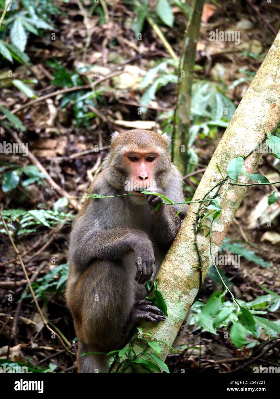 Formosan Rock Macaque (Macaca cyclopis Stock Photo - Alamy