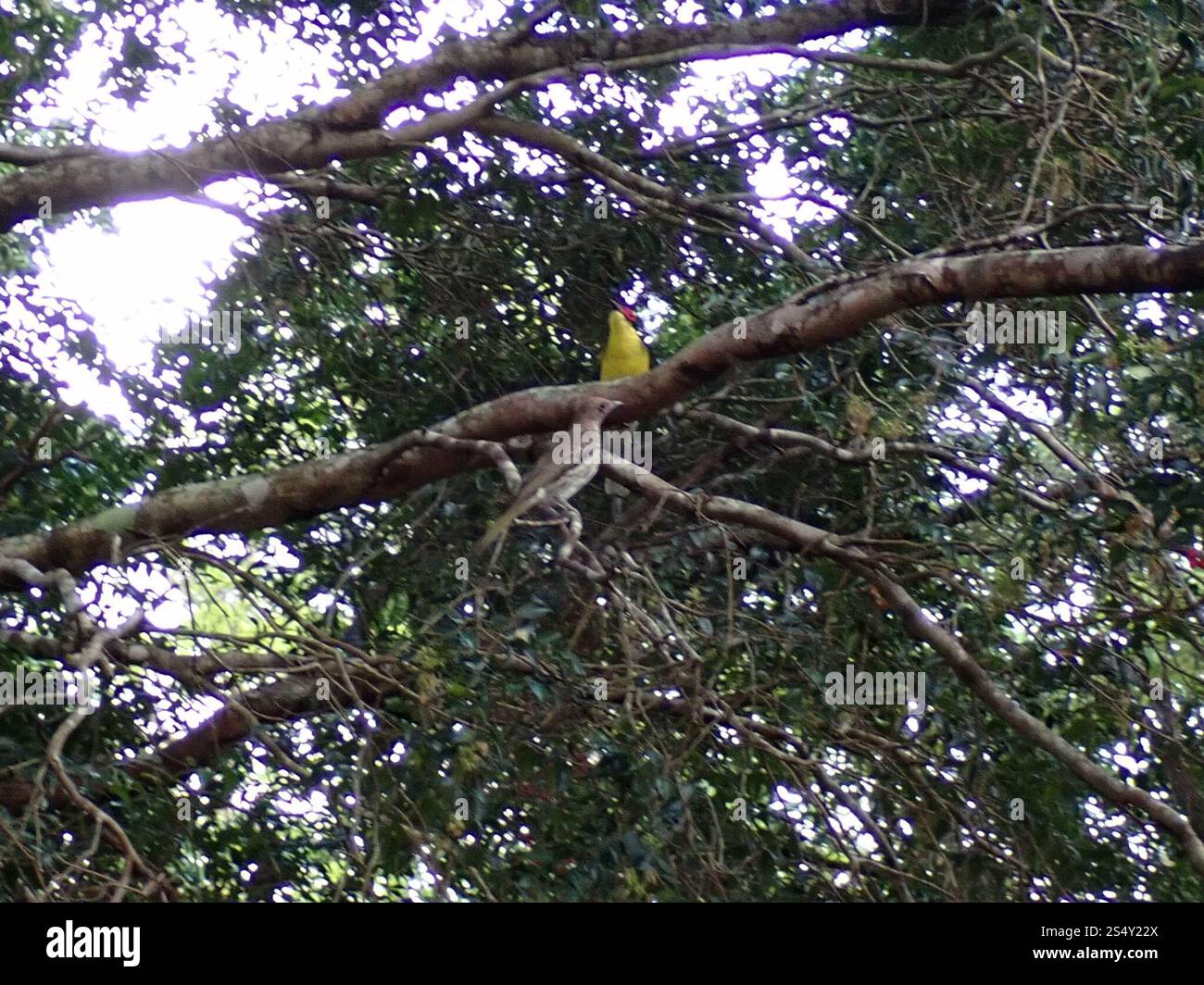 Australasian Figbird (Sphecotheres vieilloti Stock Photo - Alamy