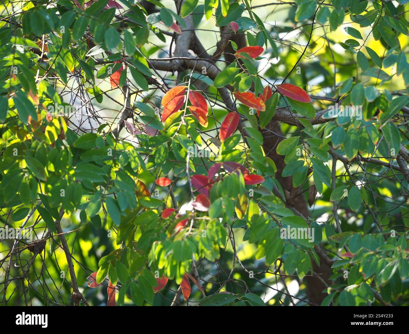 Pop-gun Seed (Bridelia tomentosa Stock Photo - Alamy