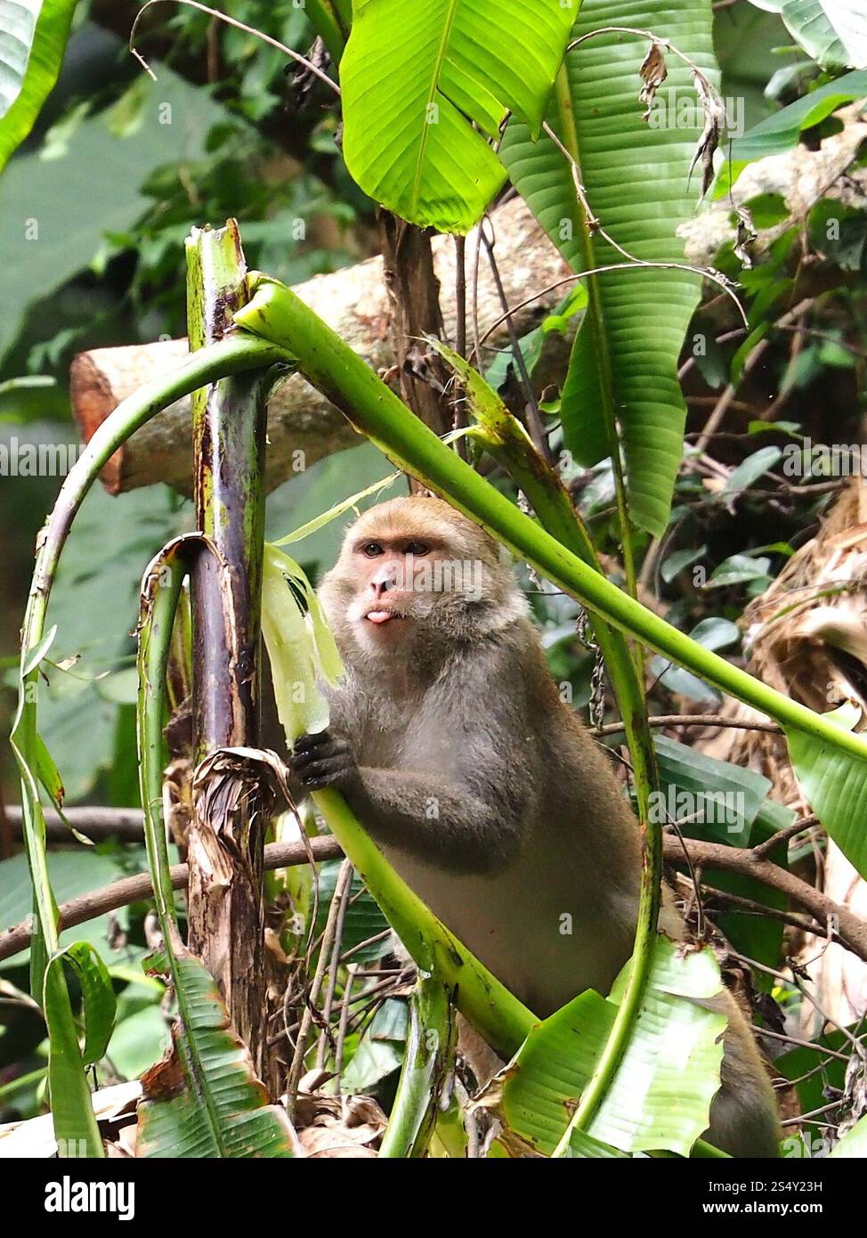 Formosan Rock Macaque (Macaca cyclopis Stock Photo - Alamy