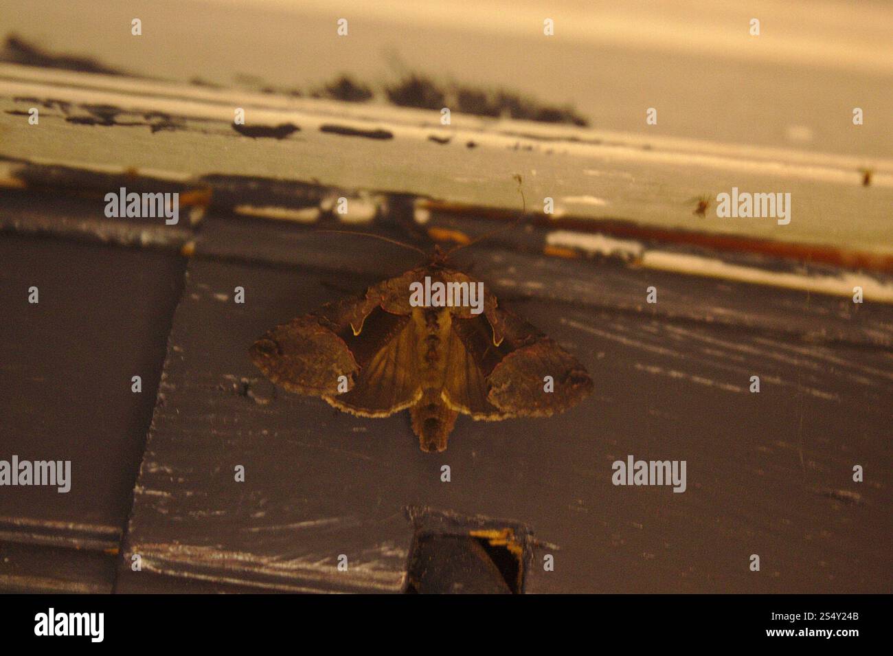 Large Looper Moth (Autographa ampla Stock Photo - Alamy