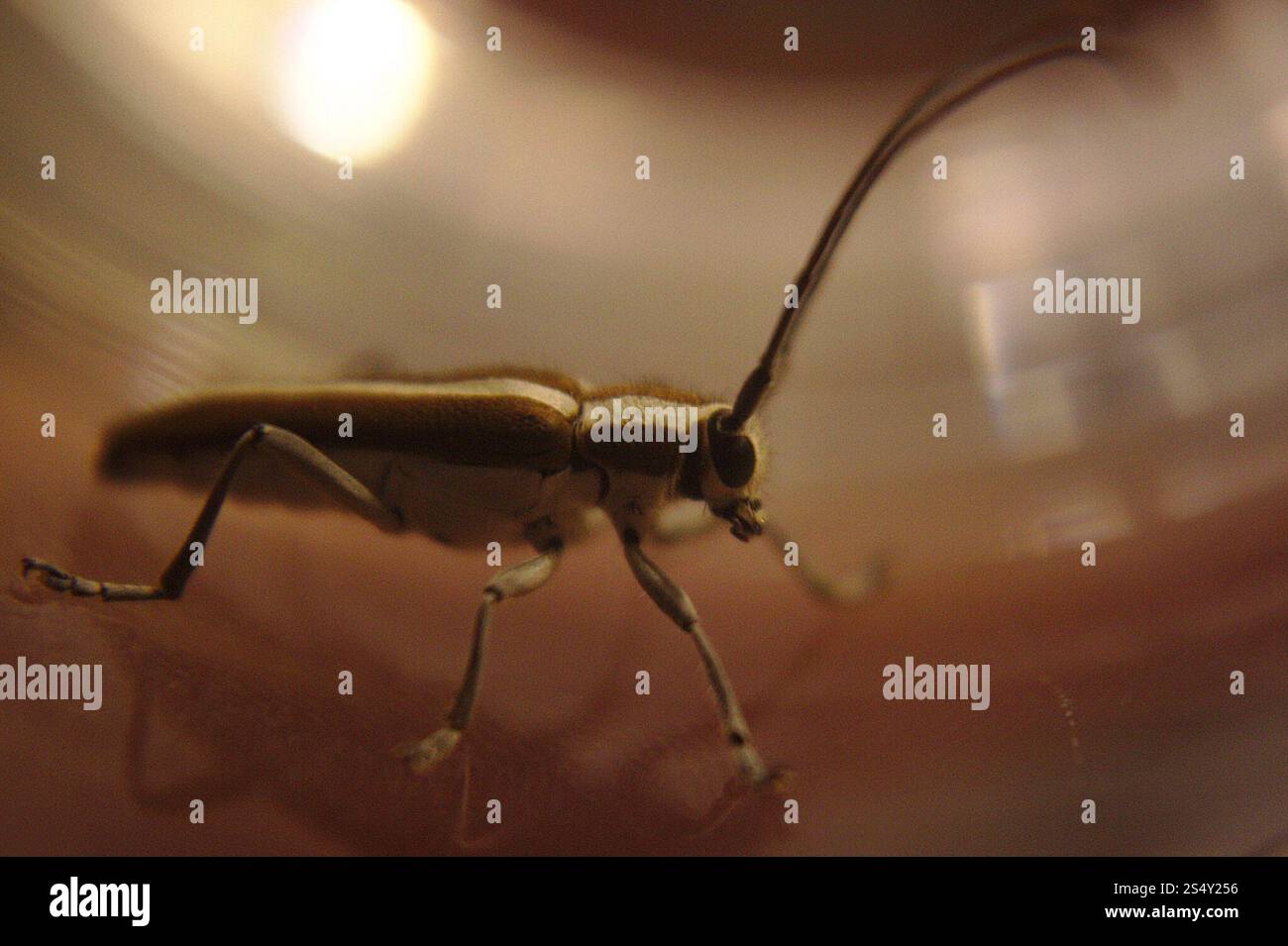 Round-headed Apple Tree Borer (Saperda candida Stock Photo - Alamy