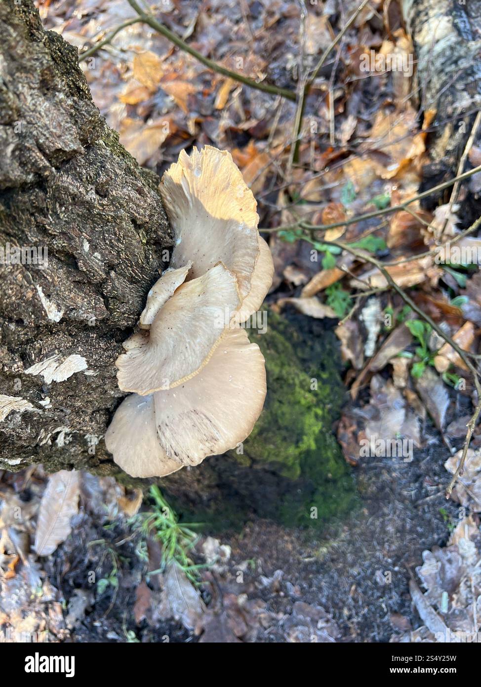 Oyster Mushroom (Pleurotus ostreatus Stock Photo - Alamy