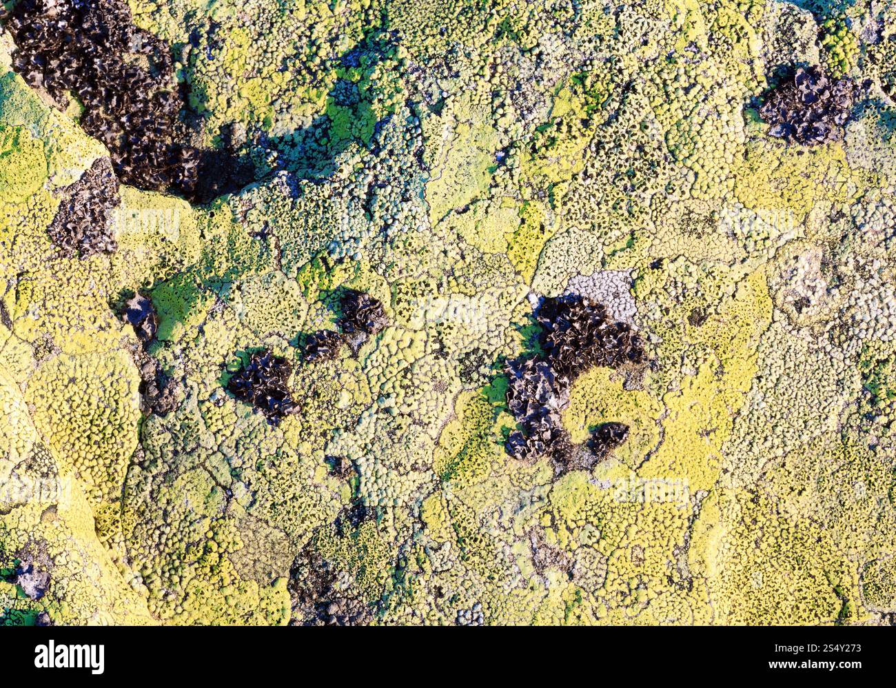 Yellow lichen on stone surface (macro, background Stock Photo - Alamy