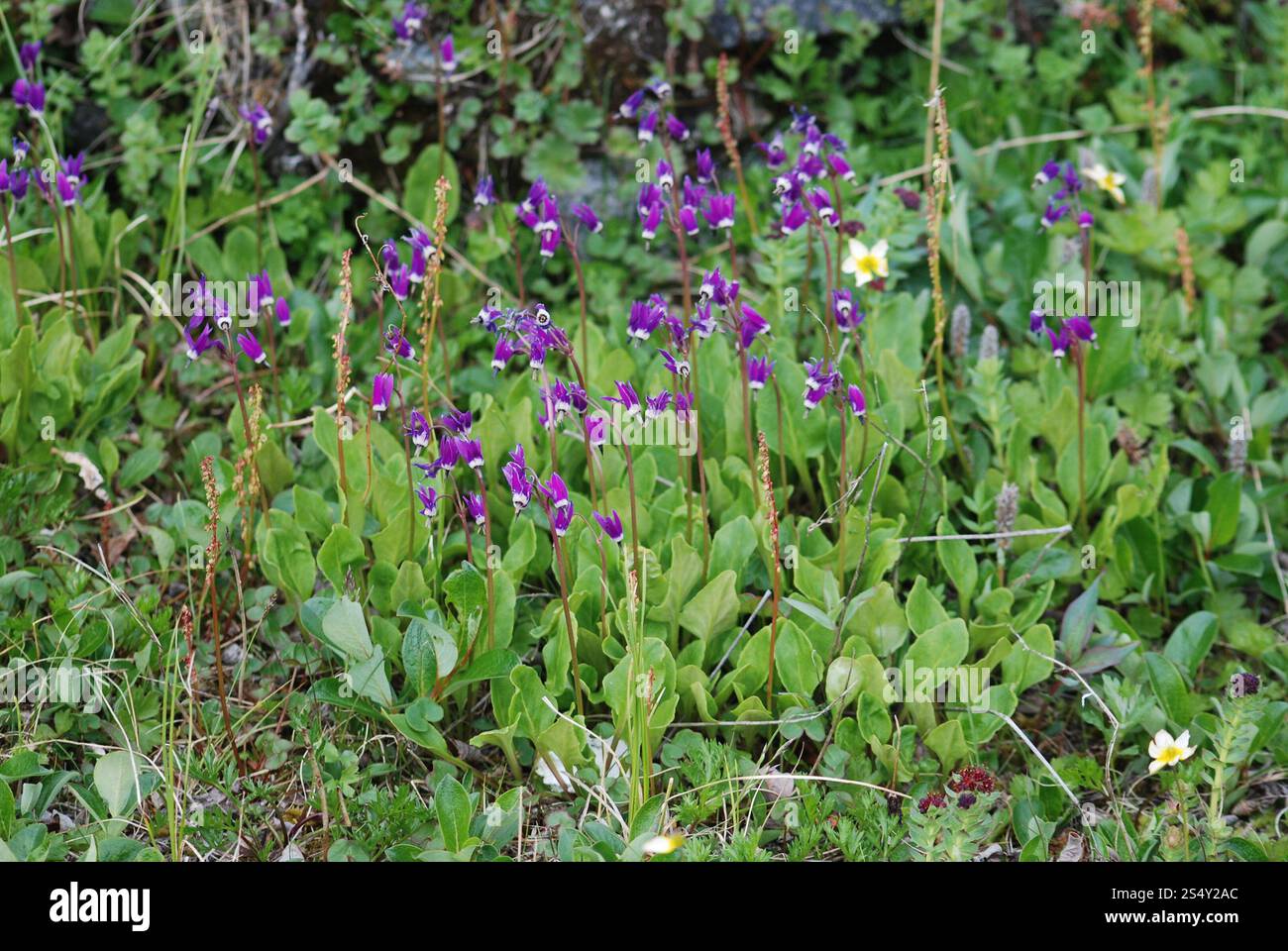 Northern Shooting Star (Primula frigida Stock Photo - Alamy