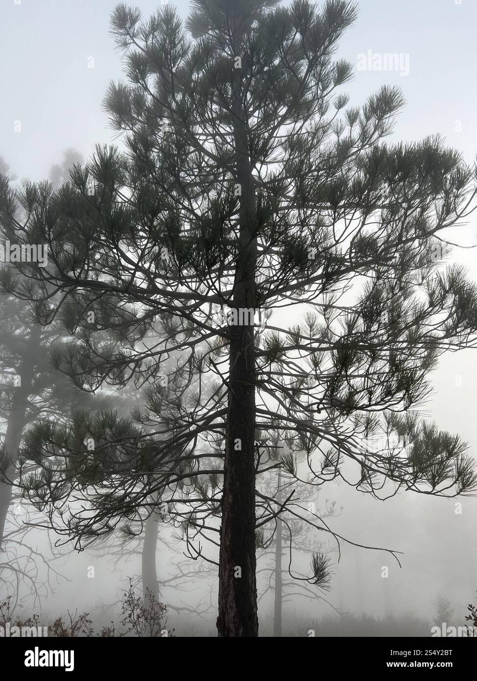 Coulter pine (Pinus coulteri Stock Photo - Alamy