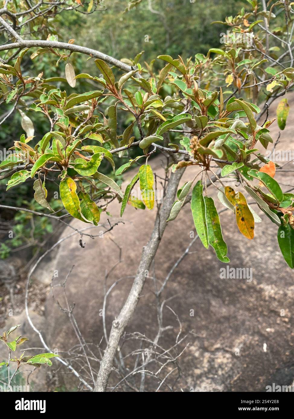 Lavender Feverberry (Croton gratissimus Stock Photo - Alamy