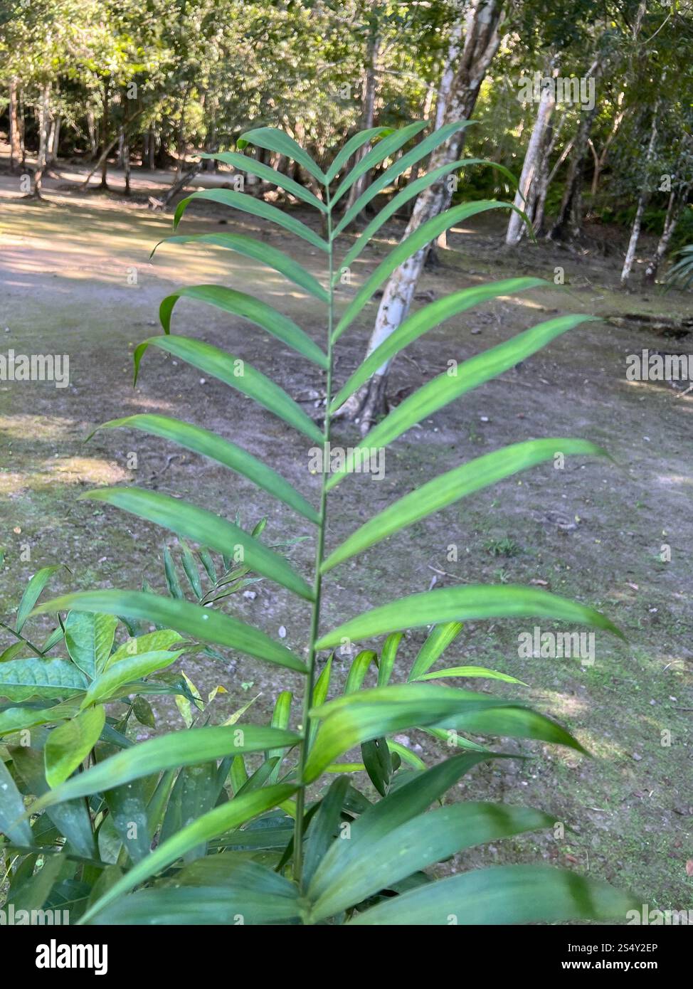 Reed Palm (Chamaedorea seifrizii Stock Photo - Alamy