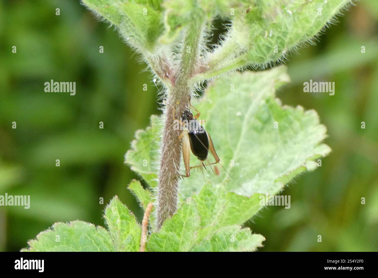 Trigs and Sword-tailed Crickets (Trigonidiinae Stock Photo - Alamy