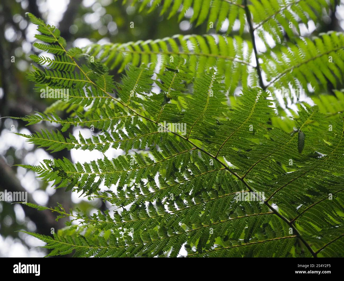 Spiny Tree Fern (Alsophila spinulosa Stock Photo - Alamy