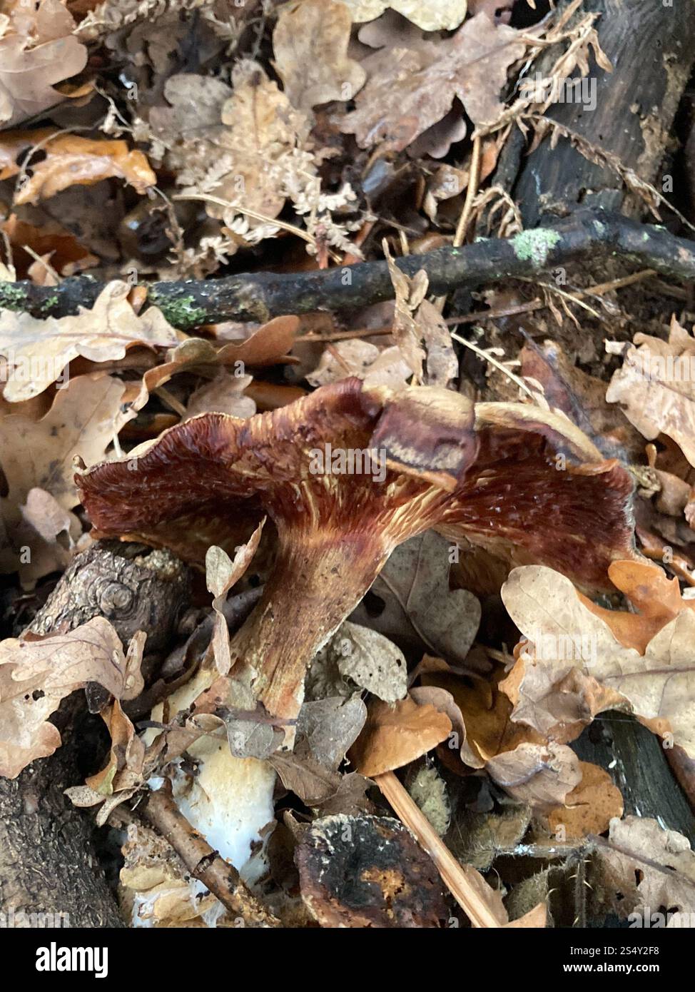 Brown Roll-Rim (Paxillus involutus Stock Photo - Alamy