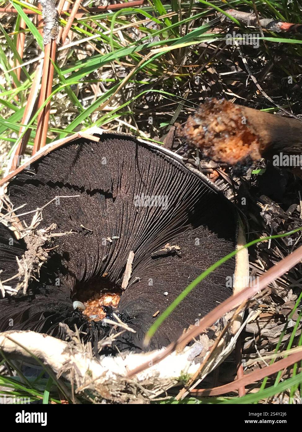 Yellow Stainer (Agaricus xanthodermus Stock Photo - Alamy
