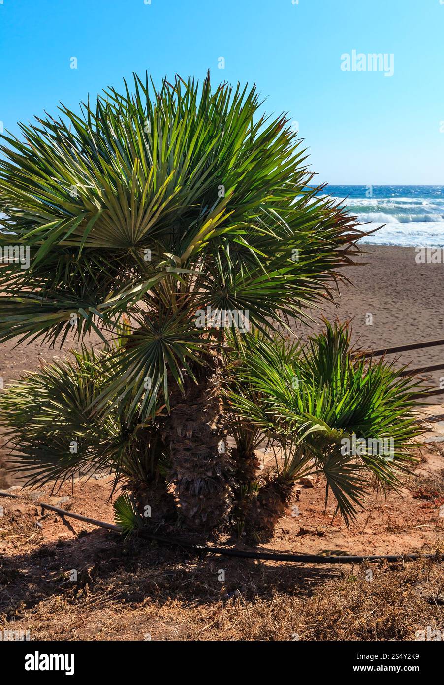 Mediterranean sea summer beach and palm tree in front (Portman bay ...