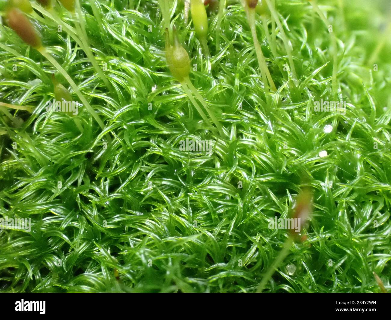 Common Pincushion (Dicranoweisia cirrata Stock Photo - Alamy