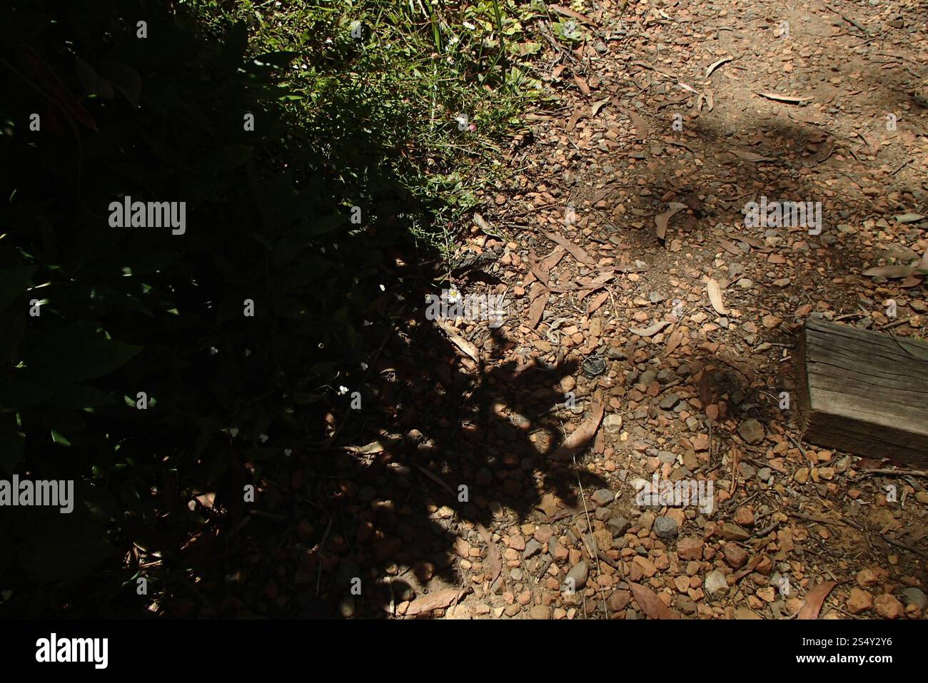 Black Rock Skink (Egernia saxatilis Stock Photo - Alamy