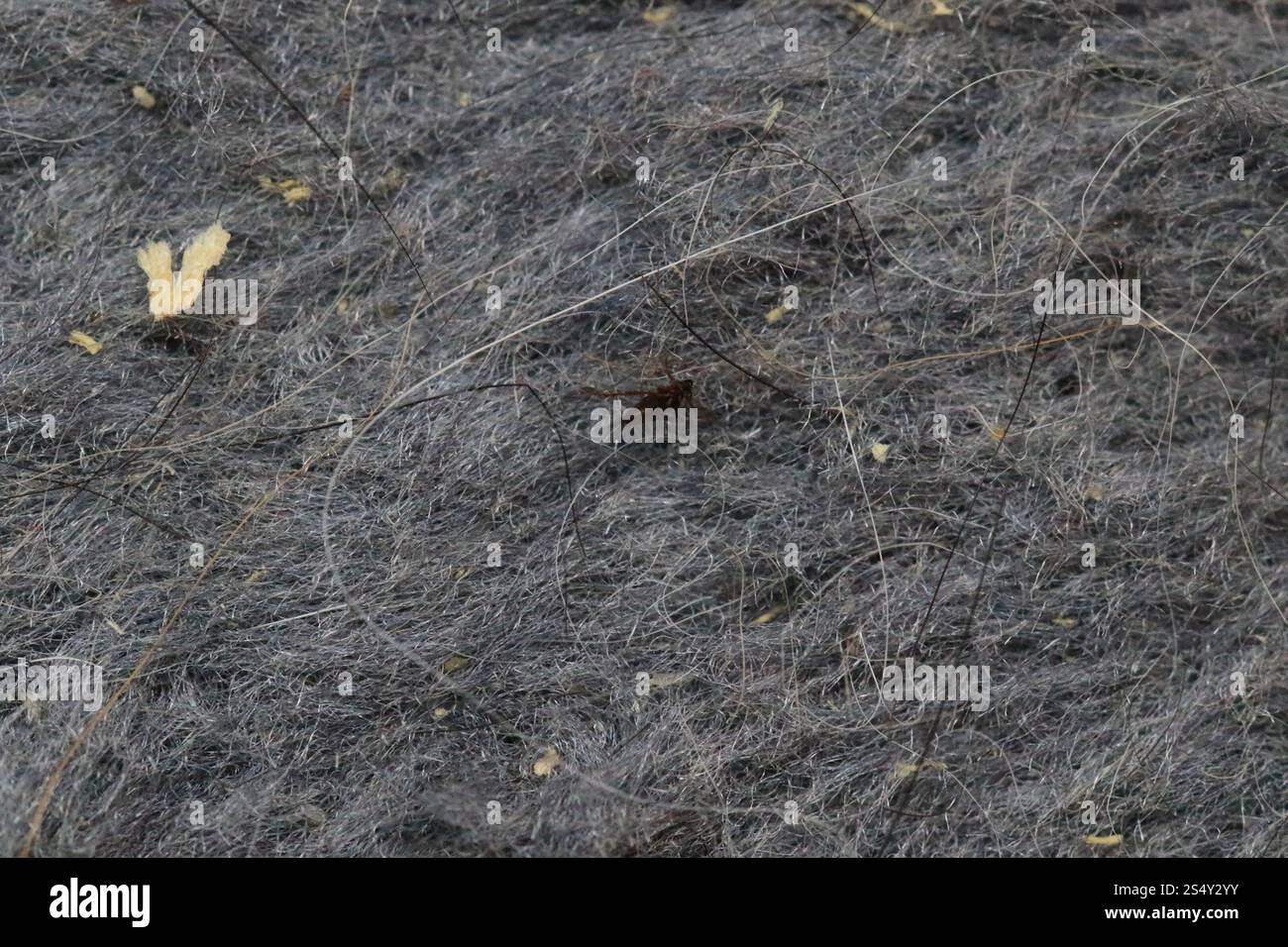 Cat Flea (Ctenocephalides felis Stock Photo - Alamy