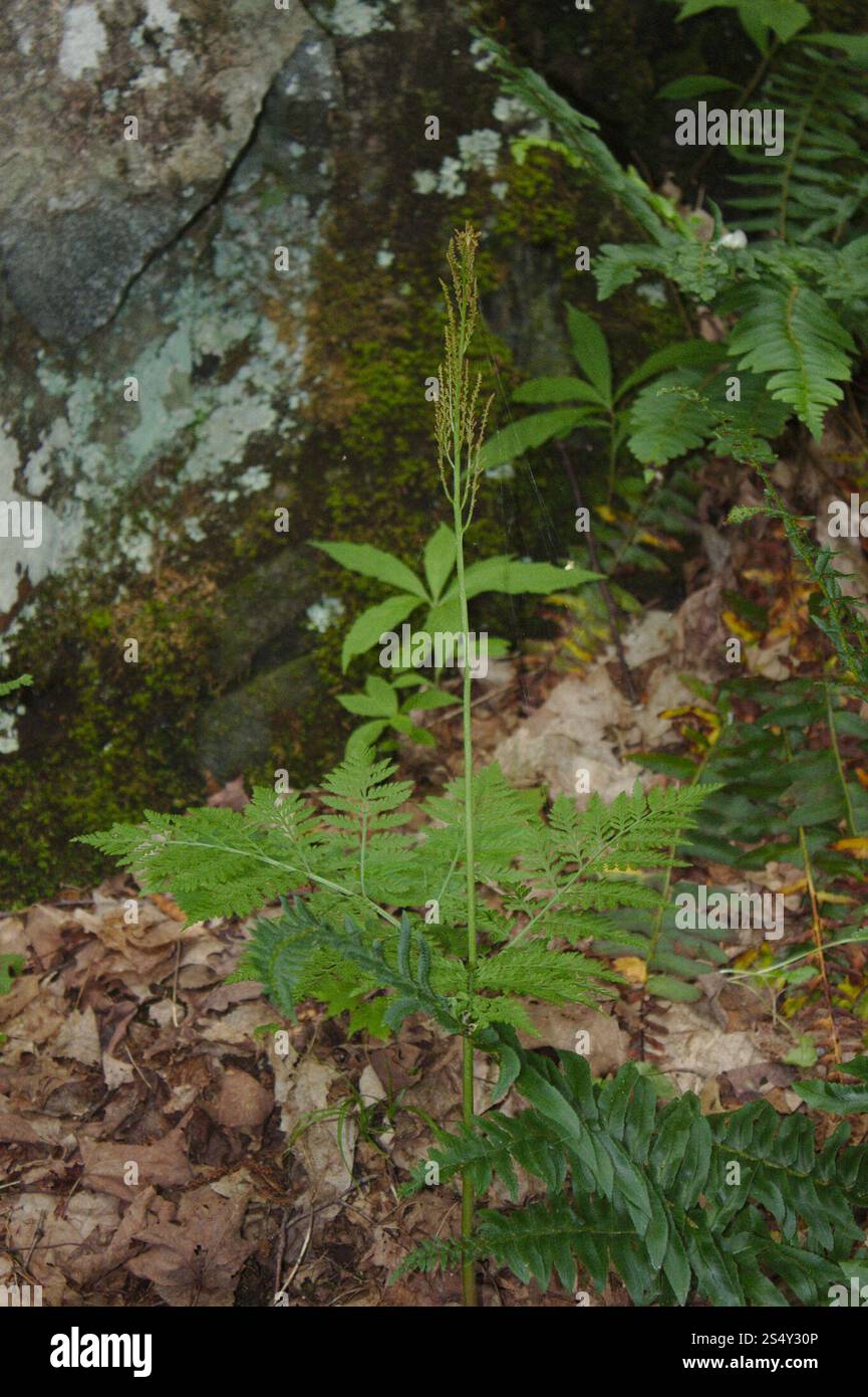 rattlesnake fern (Botrypus virginianus Stock Photo - Alamy