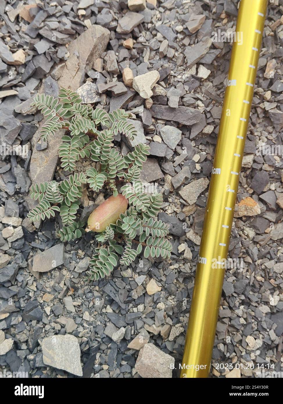 Montigena hi-res stock photography and images - Alamy