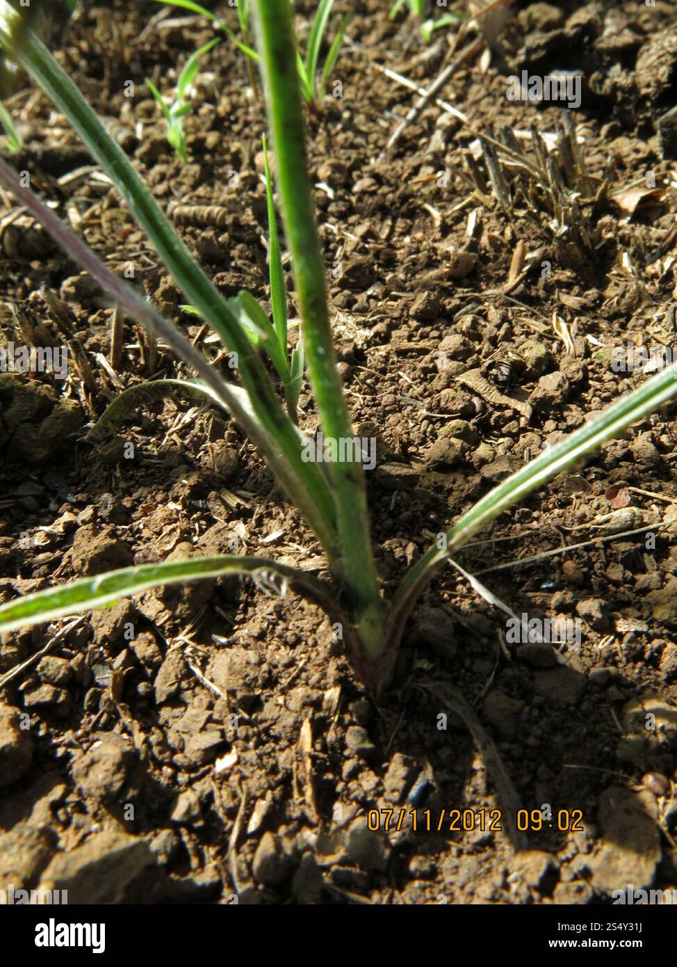 Spiral Stargrass (Hypoxis acuminata Stock Photo - Alamy