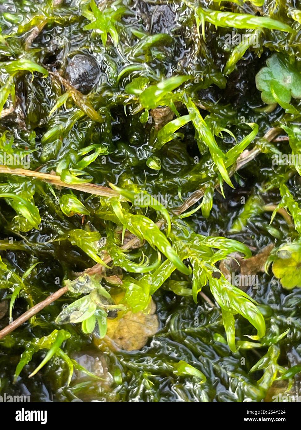 Floating Hook Moss (Warnstorfia fluitans Stock Photo - Alamy