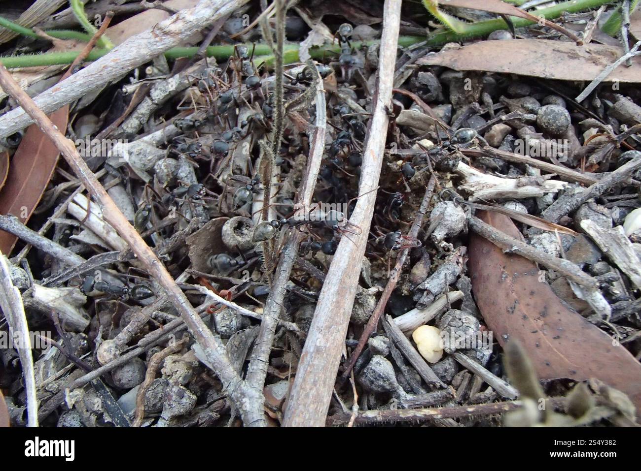 Inch Ant (Myrmecia pyriformis Stock Photo - Alamy