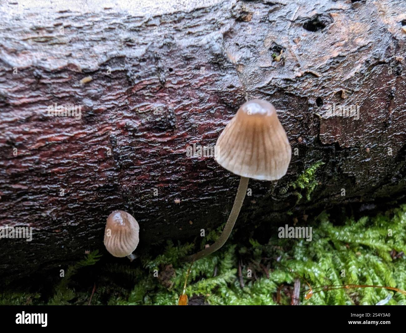 common bonnet (Mycena galericulata Stock Photo - Alamy
