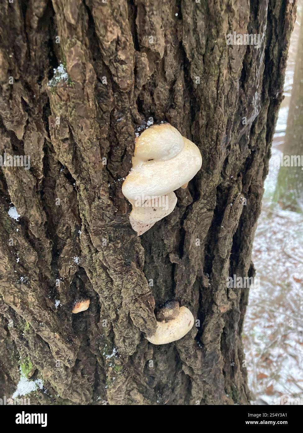 Northern Red Belt (Fomitopsis mounceae Stock Photo - Alamy