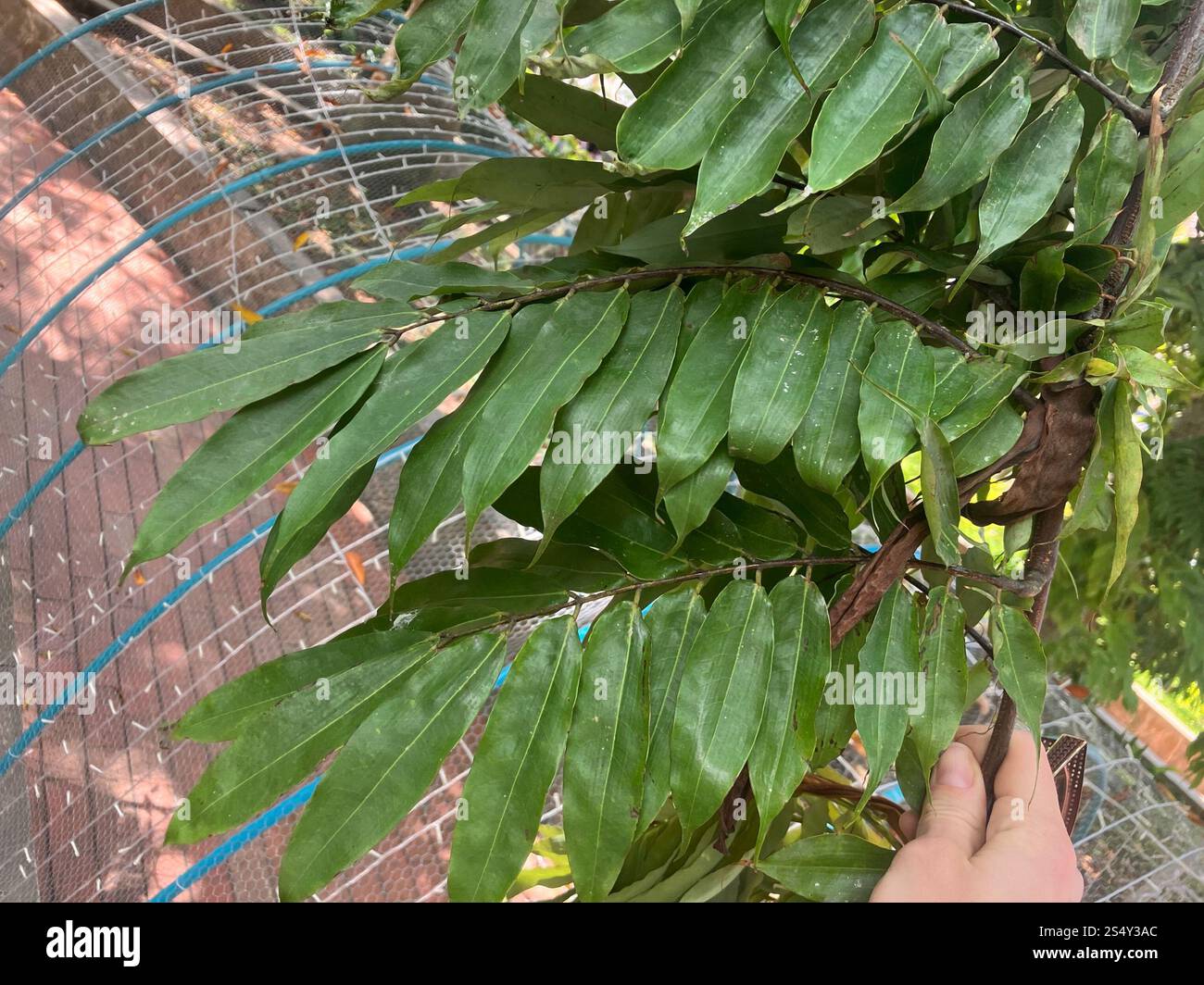 flame tree (Brownea macrophylla Stock Photo - Alamy