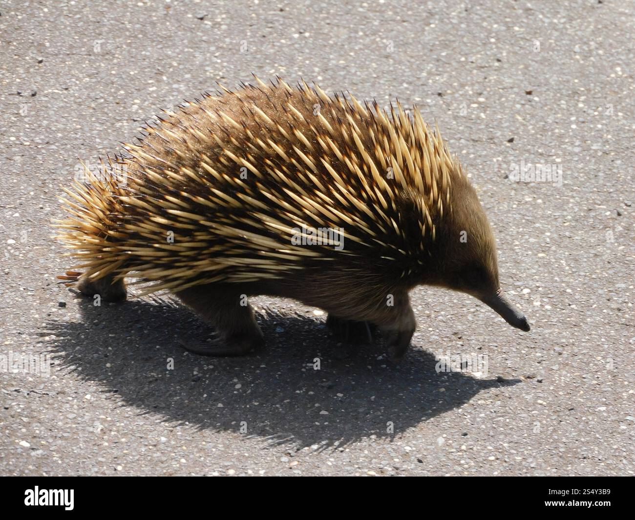 Tasmanian Echidna (Tachyglossus aculeatus setosus Stock Photo - Alamy