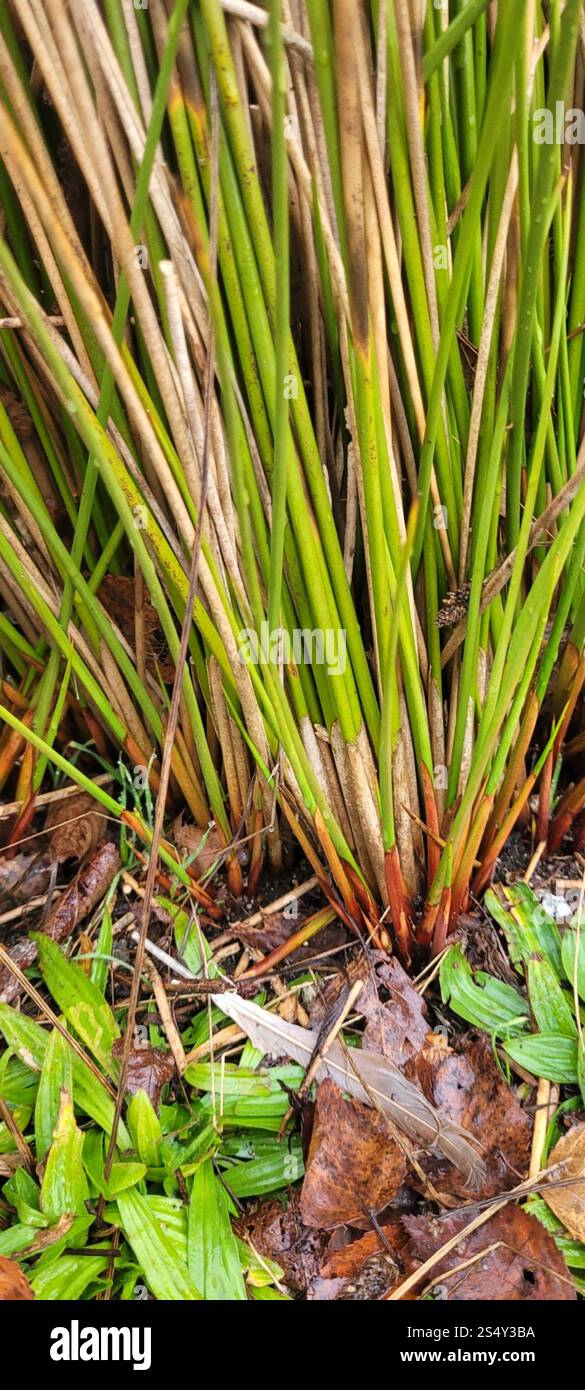 Soft Rush (Juncus effusus Stock Photo - Alamy