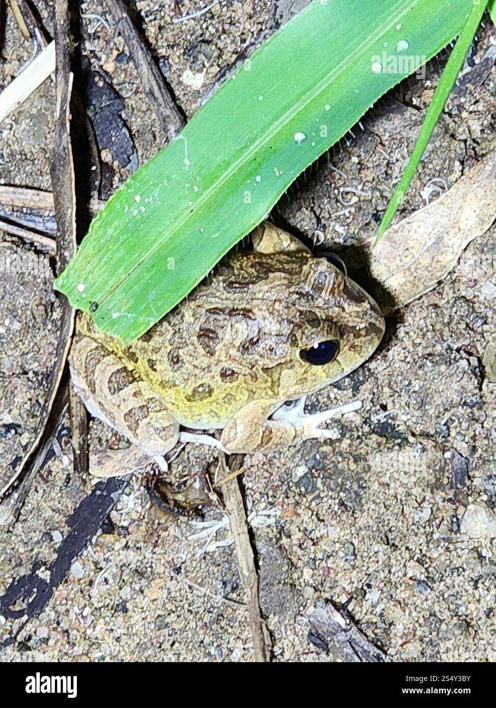 Ornate Burrowing Frog (Platyplectrum ornatum Stock Photo - Alamy