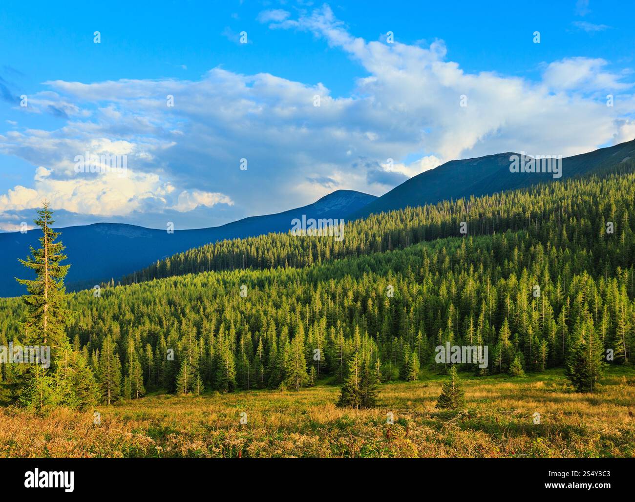 Bushes wild raspberries with red berries (in front) and summer ...