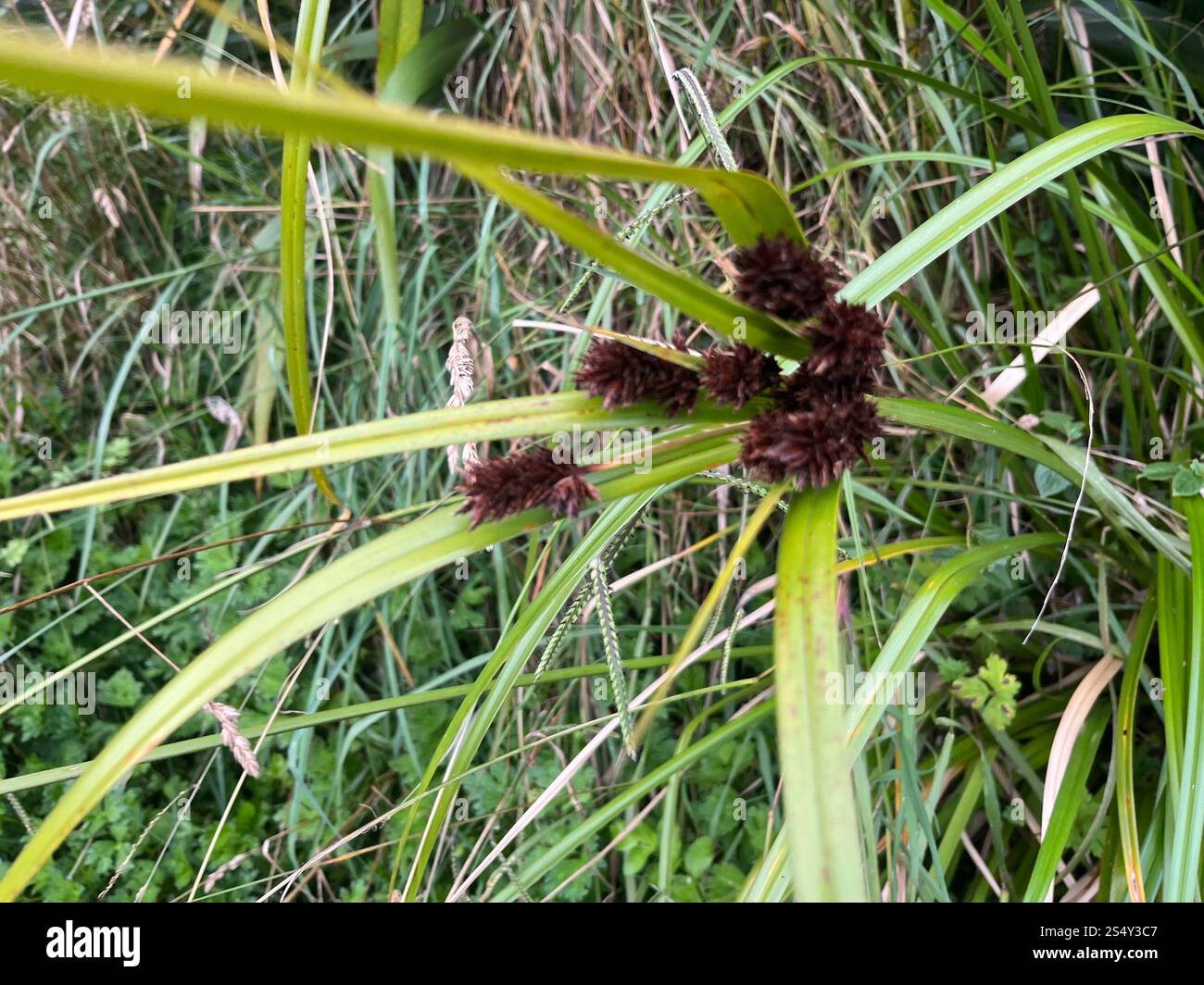 Giant Umbrella Sedge (Cyperus ustulatus Stock Photo - Alamy