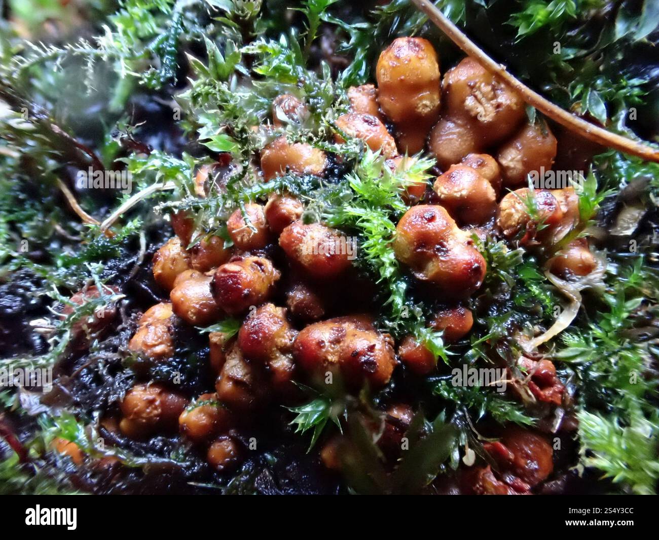 Alder Root Gall Bacteria (Frankia alni Stock Photo - Alamy