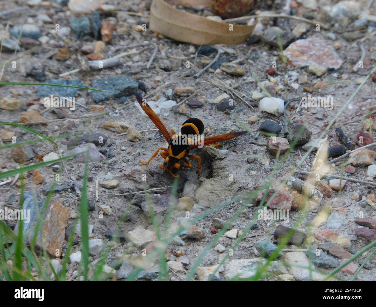 Abispa hi-res stock photography and images - Alamy