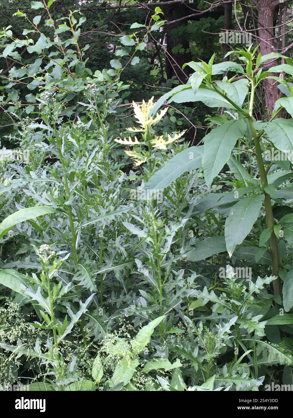 Bacterial Speck (Pseudomonas syringae Stock Photo - Alamy