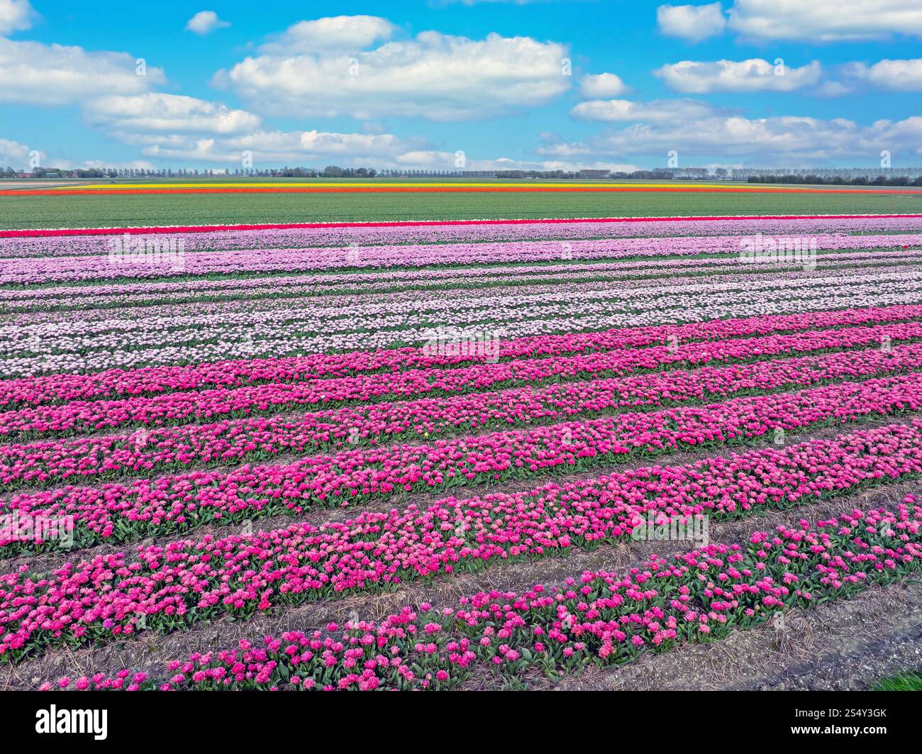 Aerial from tulip fields in spring in the Netherlands Stock Photo - Alamy