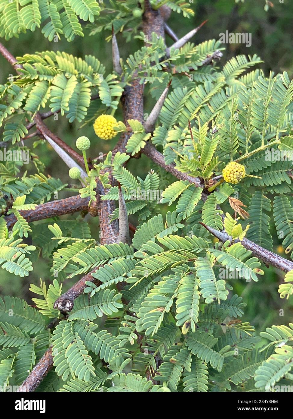 Sweet acacia (Vachellia farnesiana Stock Photo - Alamy
